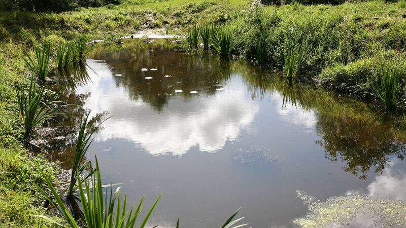 Correctly managed ponds positively impact biodiversity