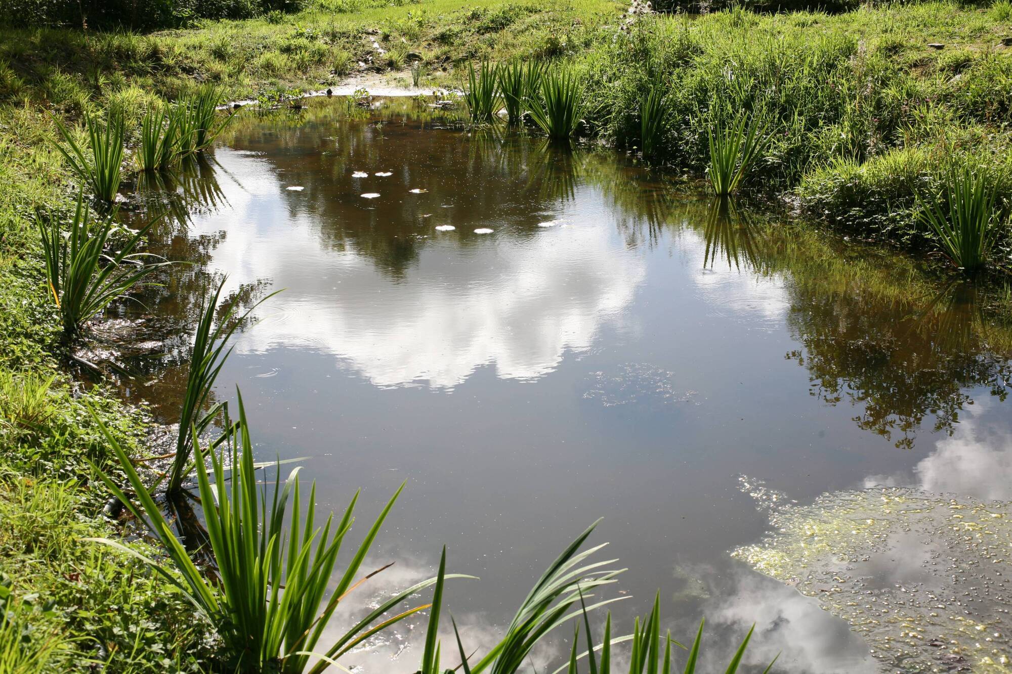Correctly managed ponds positively impact biodiversity