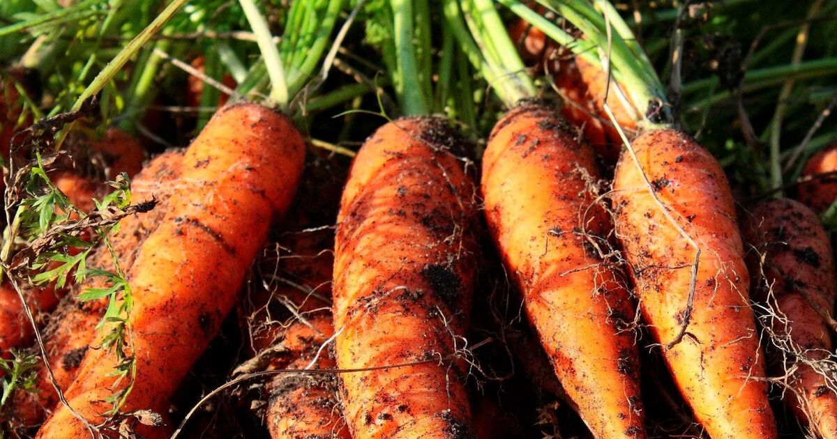 Imported carrots landing in Cork being driven to Dublin for customs ...