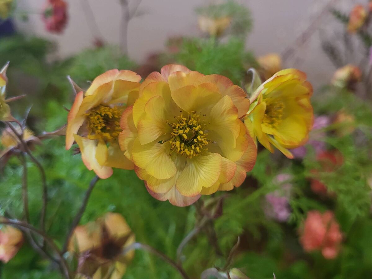 Peter Dowdall: Geums attract bees and add colour to your garden