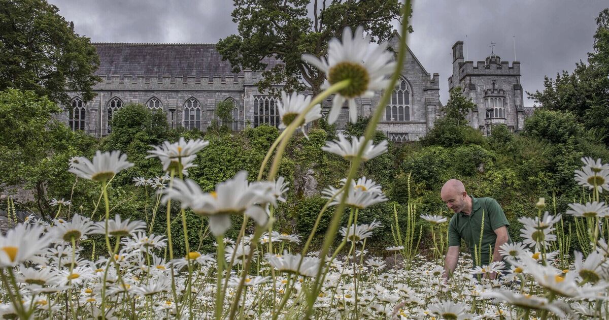 How to create a biodiverse garden in an outdoor space of any size