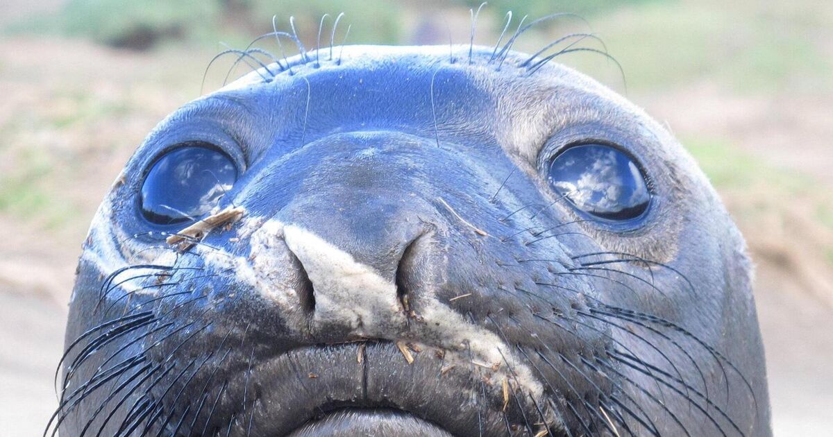 Seals use their whiskers to track prey in deep ocean