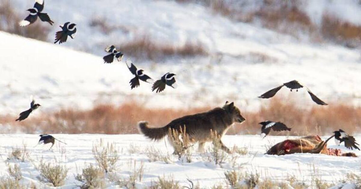 Bringing back the wolf — and other animals