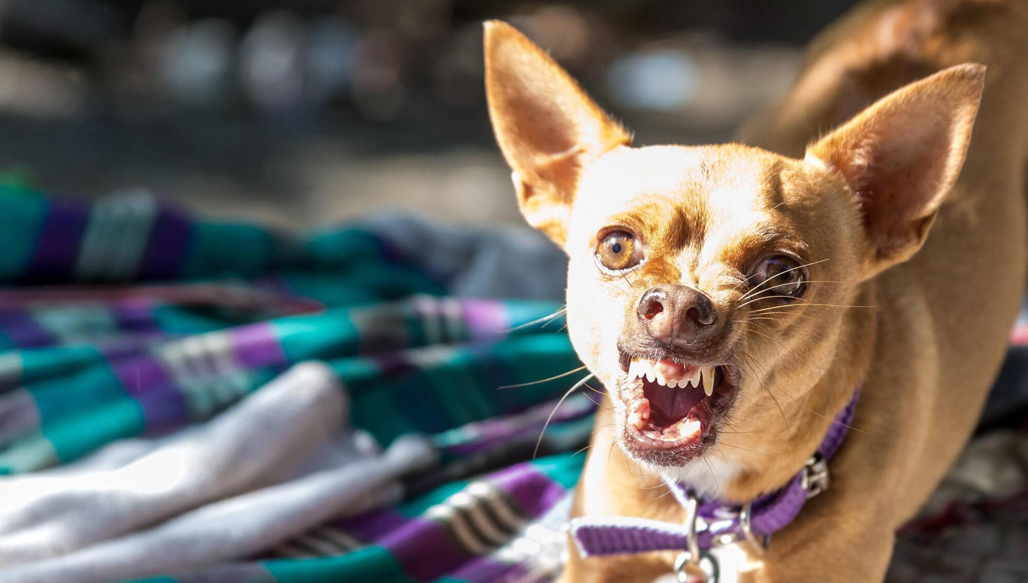 Pete the Vet: Tackling bad behaviour and biting in dogs