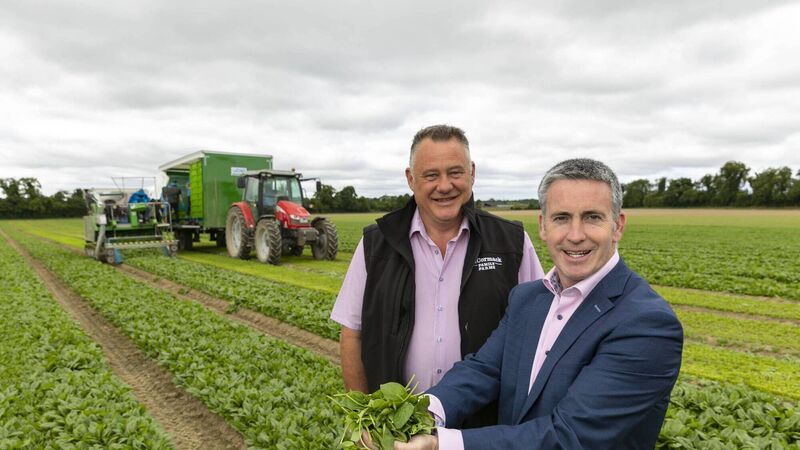 First harvest of organic Irish spinach for McCormack's - and how it ...