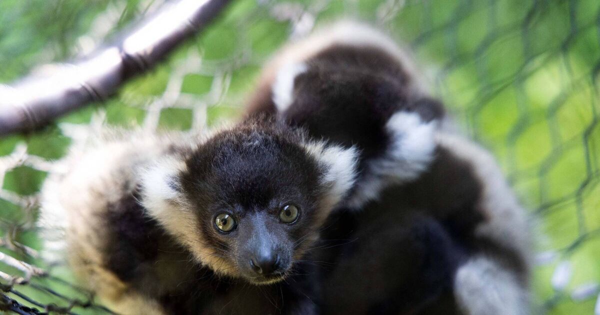 Fota celebrates following birth of three black and white ruffed lemur ...