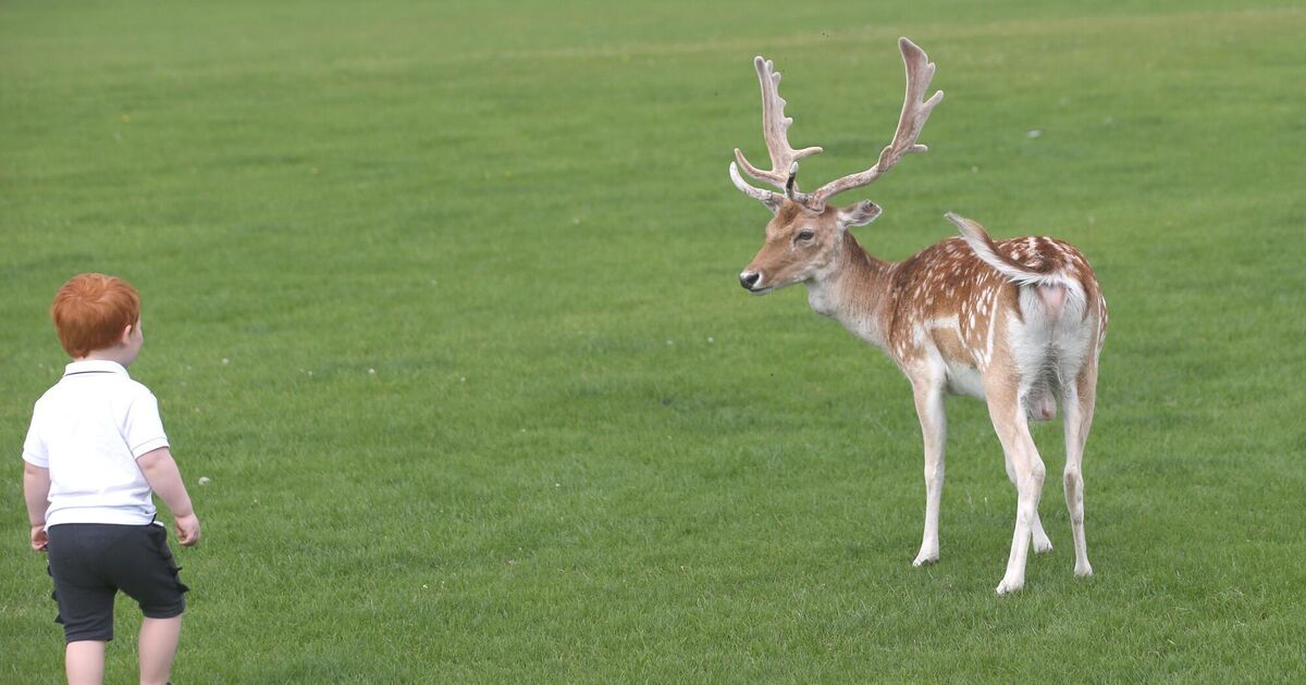 Phoenix Park deer born heavier due to visitor feeding that risks ...