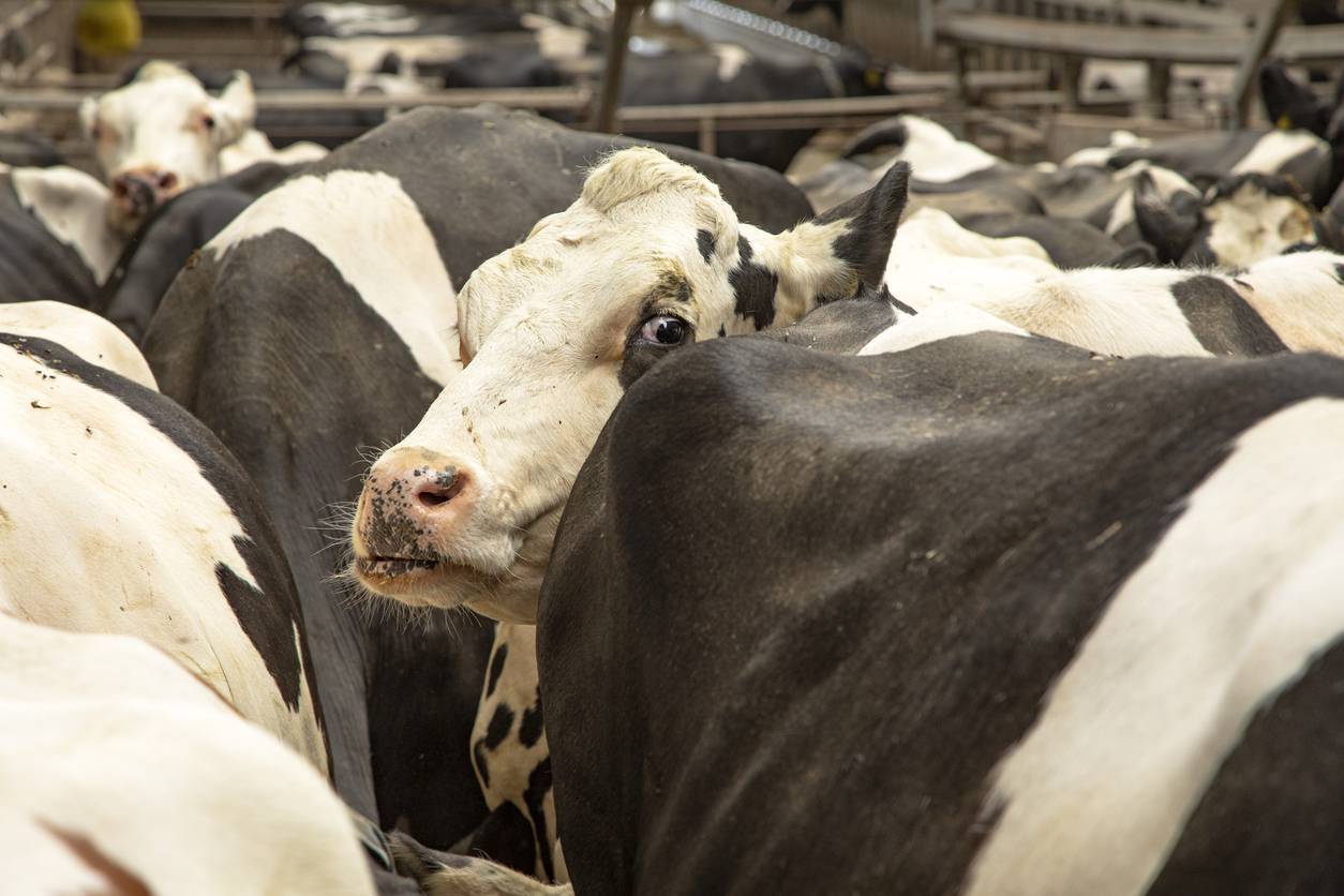 CRAG: Who is the new group emerging in farming's fight for carbon rights?