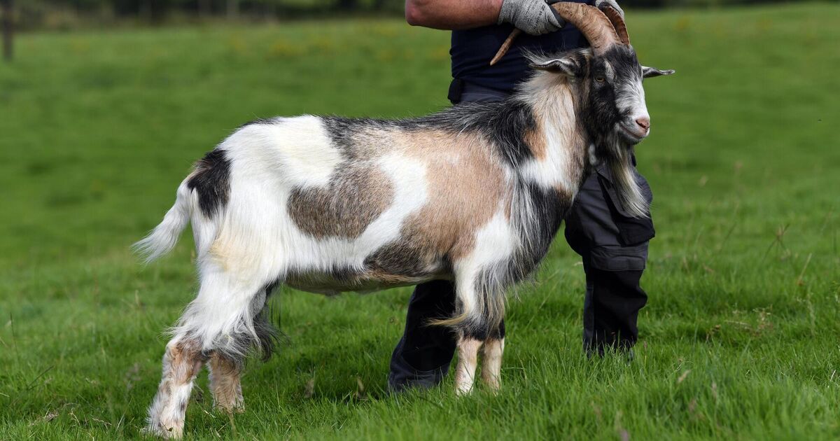 No kidding around: Puck Fair goat to get fan during festival heat