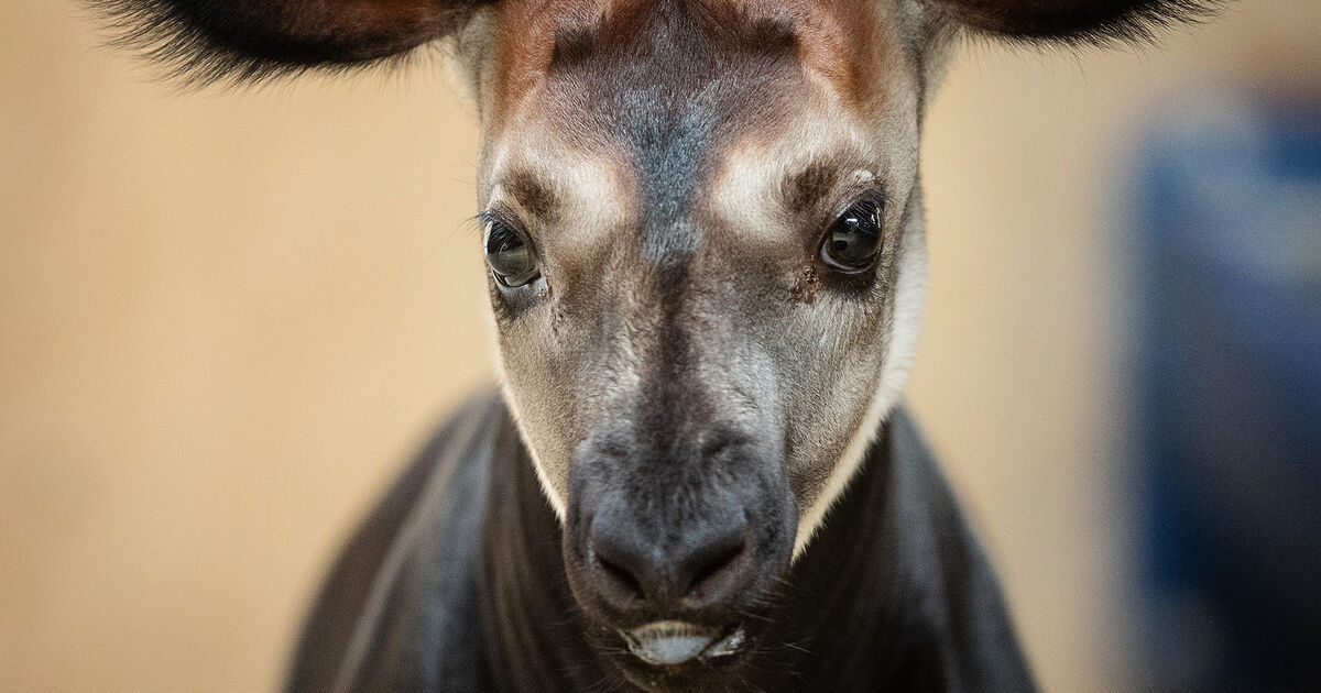 Dublin Zoo announces birth of endangered okapi calf