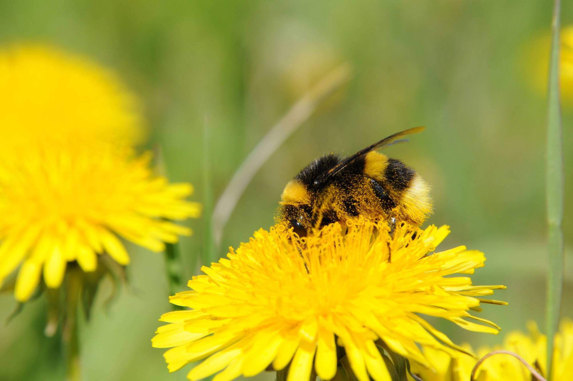 Bees increasingly stressed by climate change over the past 100 years ...