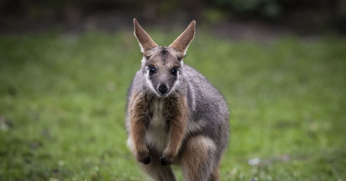 Wallaby on the loose in Co Tyrone