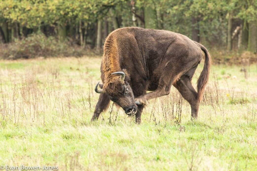 Watch: Cork-raised bison having 'remarkable impact' in the wild