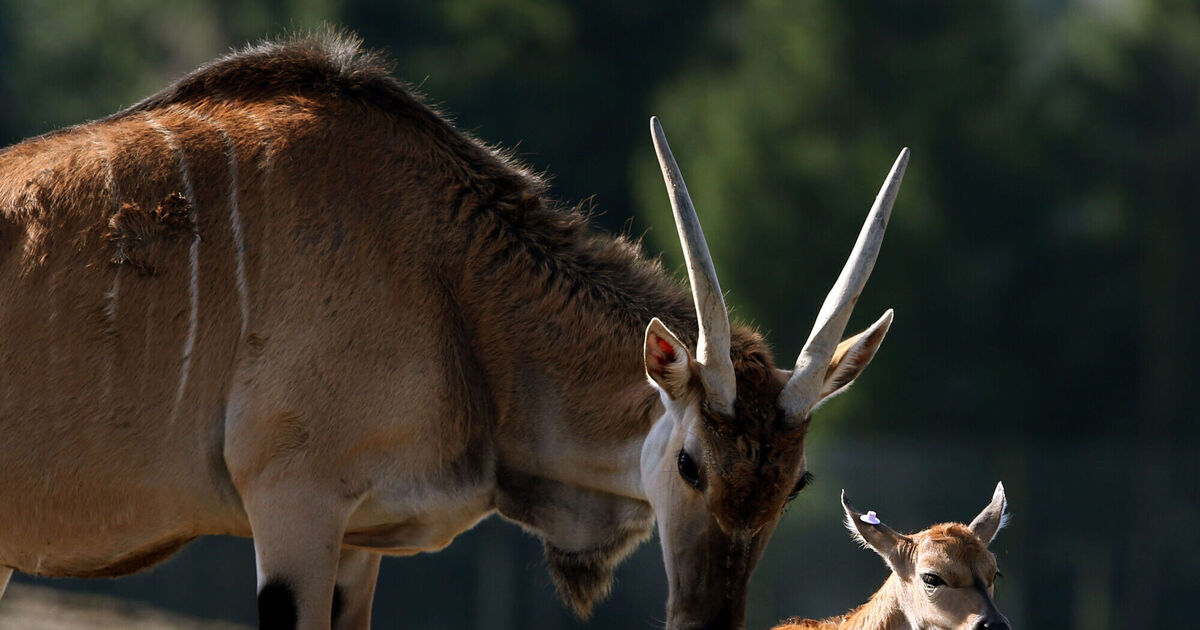Man gored to death by antelope in Swedish animal park