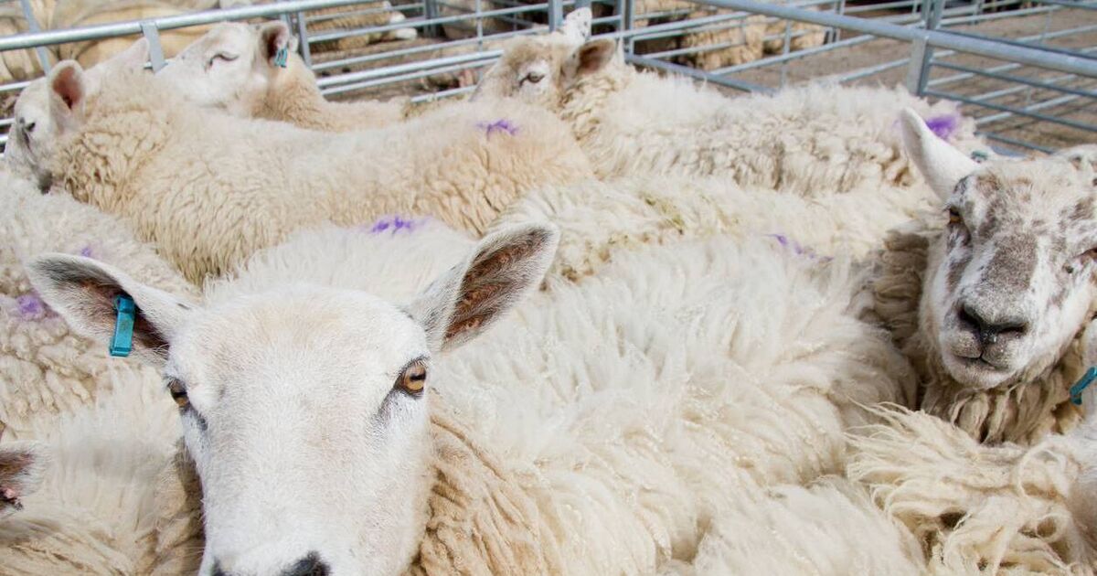 Confidence falls as lamb prices take a battering