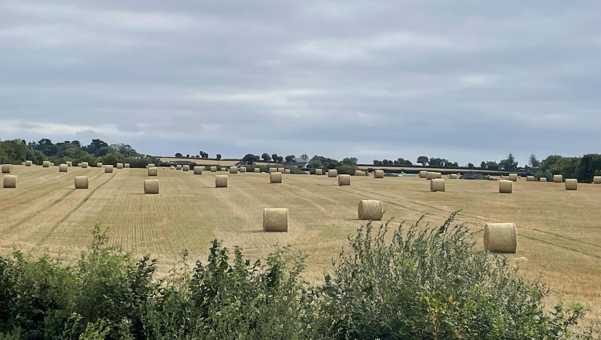 47-acre Wexford farm beside M11 driving good interest
