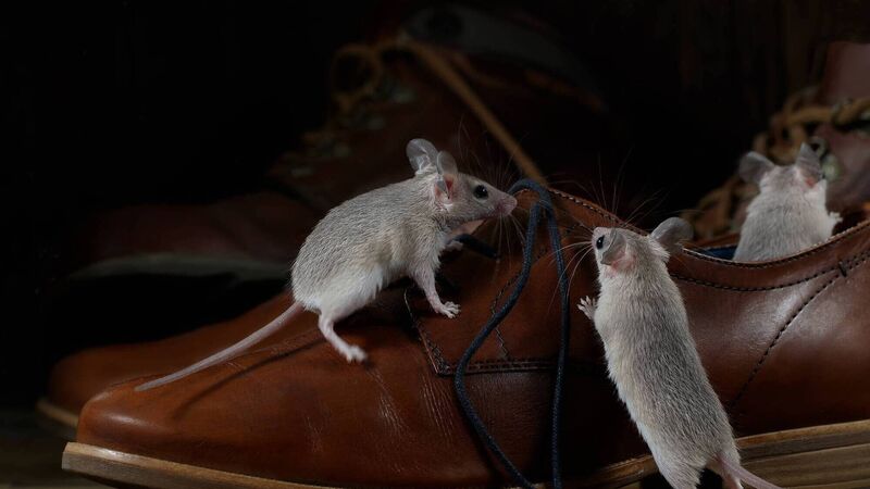 Traditional and humane ways to rid your home of mice