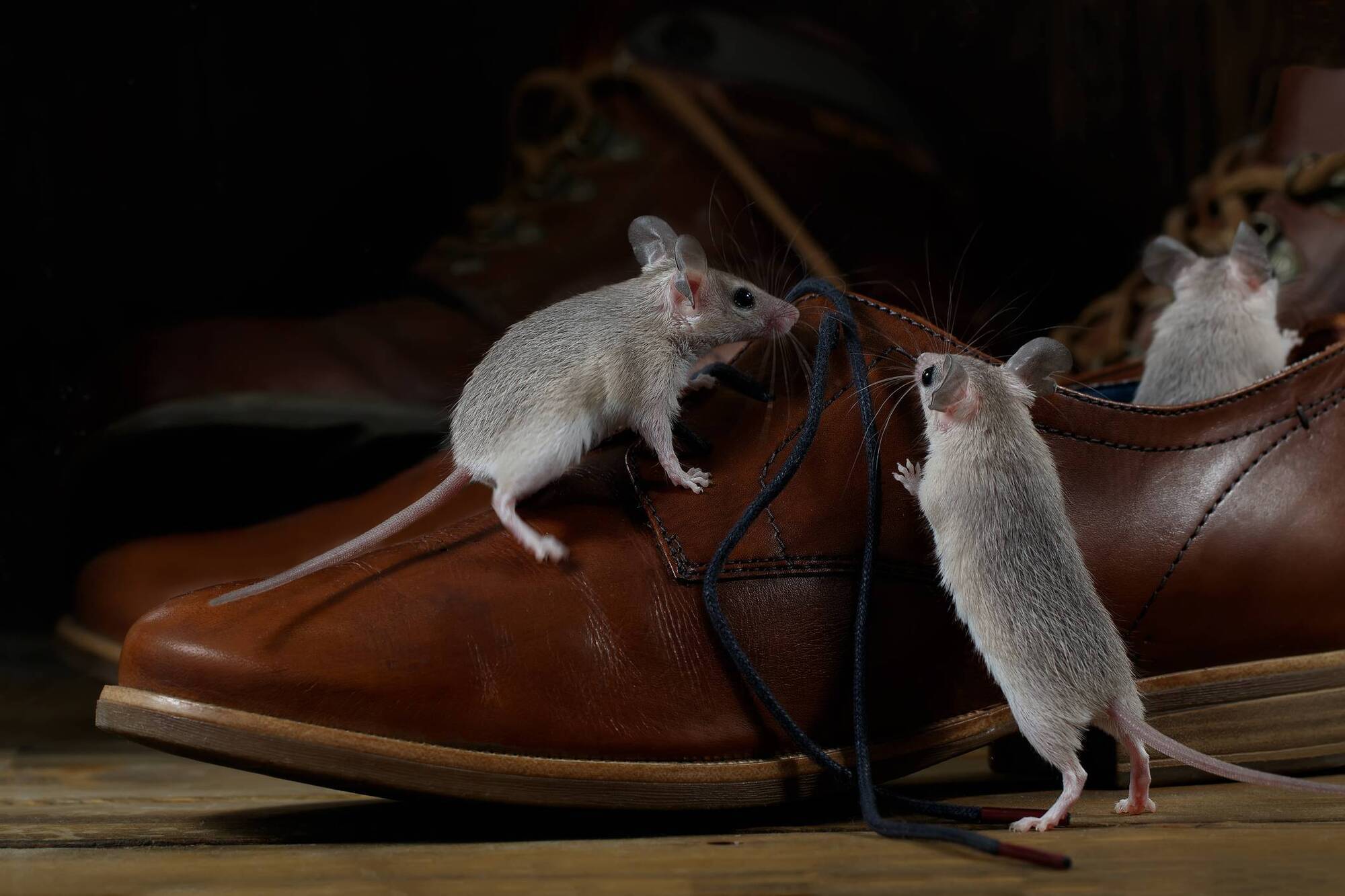 Traditional and humane ways to rid your home of mice