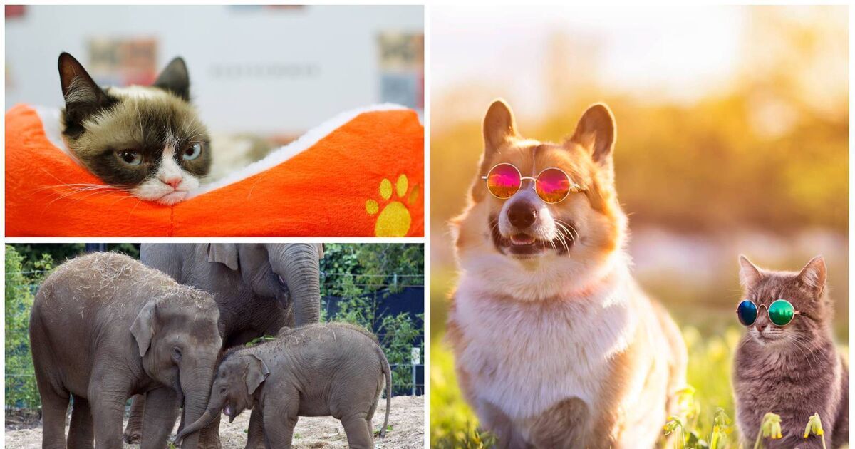 Do animals have emotions or are we merely projecting our own?