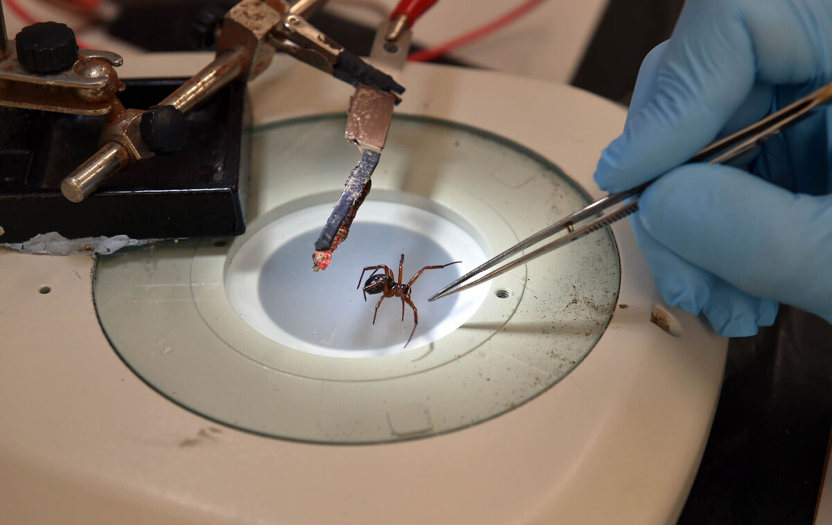 Toxic culture: Where scorpion stings and tarantula bites are all in a ...