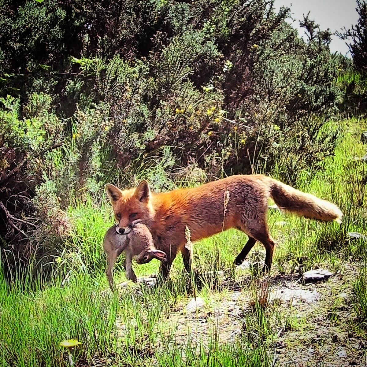 Richard Collins: Hyper-vigilant hares have almost all-round vision