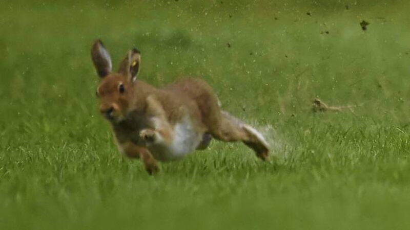 Richard Collins: Hyper-vigilant hares have almost all-round vision