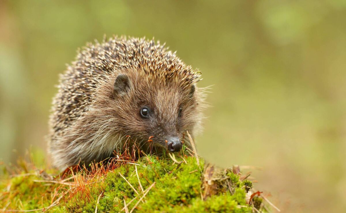 How to care for hedgehogs
