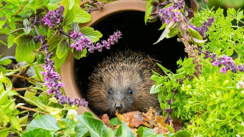 How to care for hedgehogs