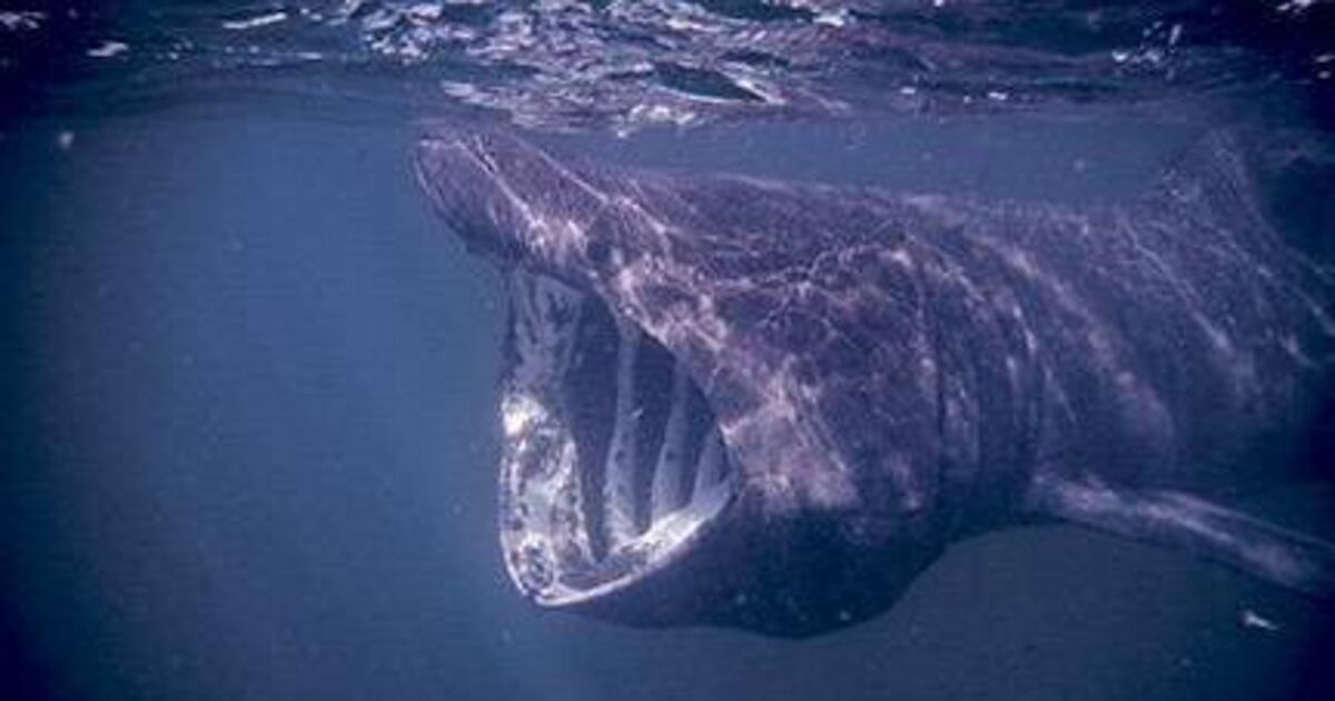 Protected status for basking sharks as minister warns we live in 'an ...