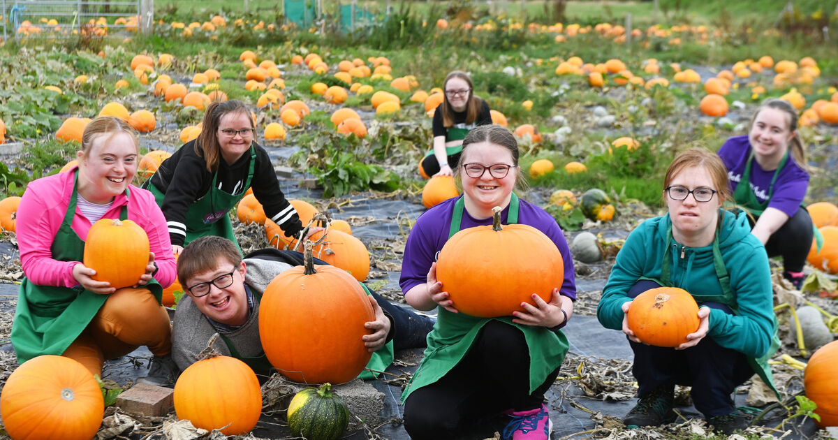Eight places to go pumpkin picking with the family before Halloween