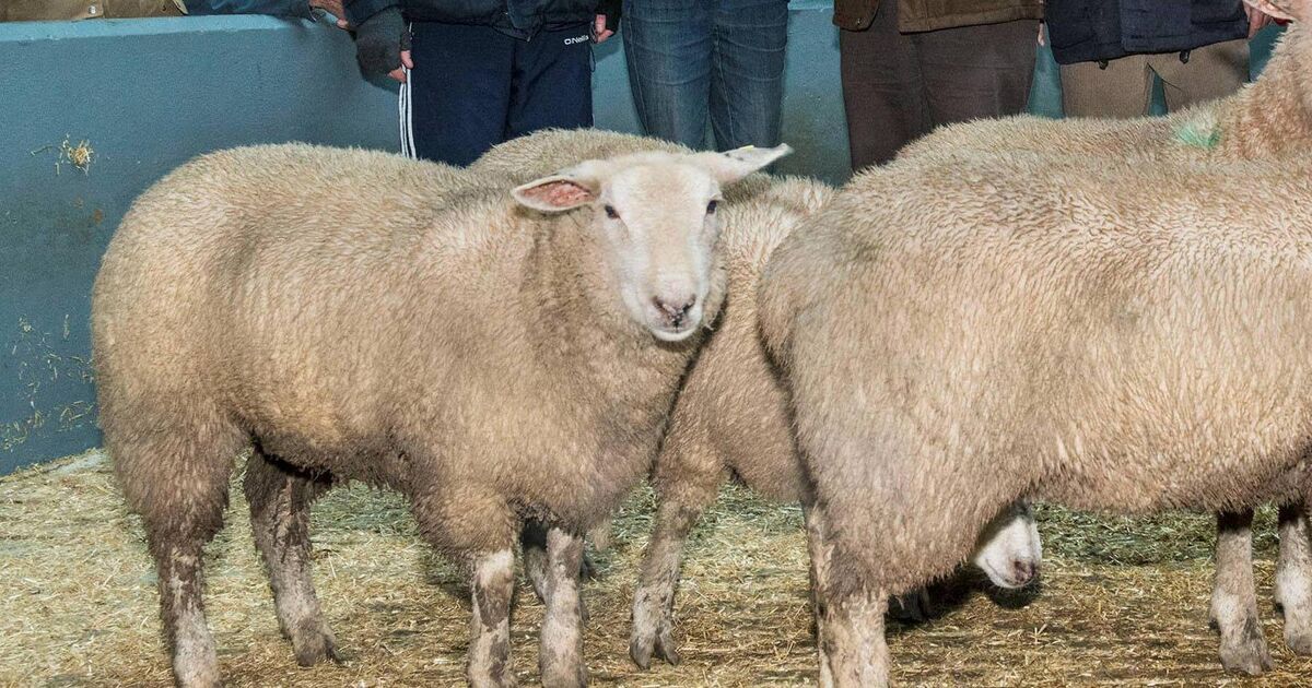 Lamb prices slip on reports of weaker market