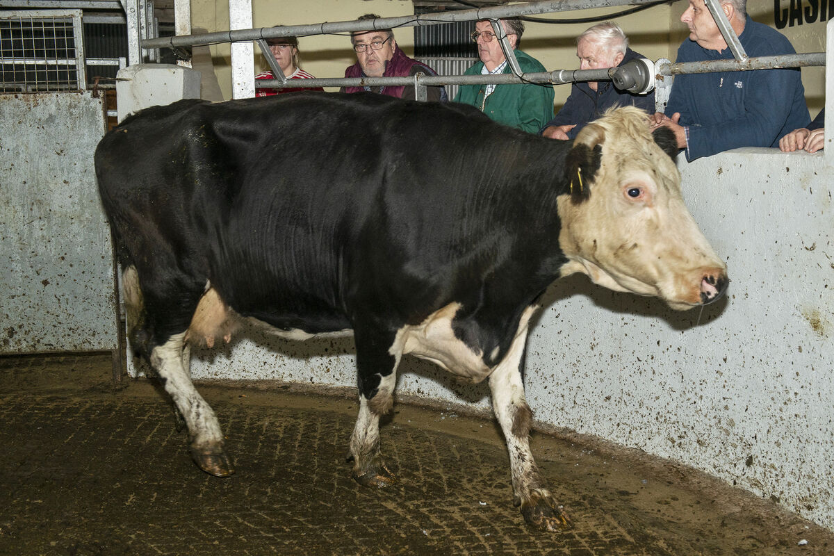 Mart Reports: Bullocks in good demand