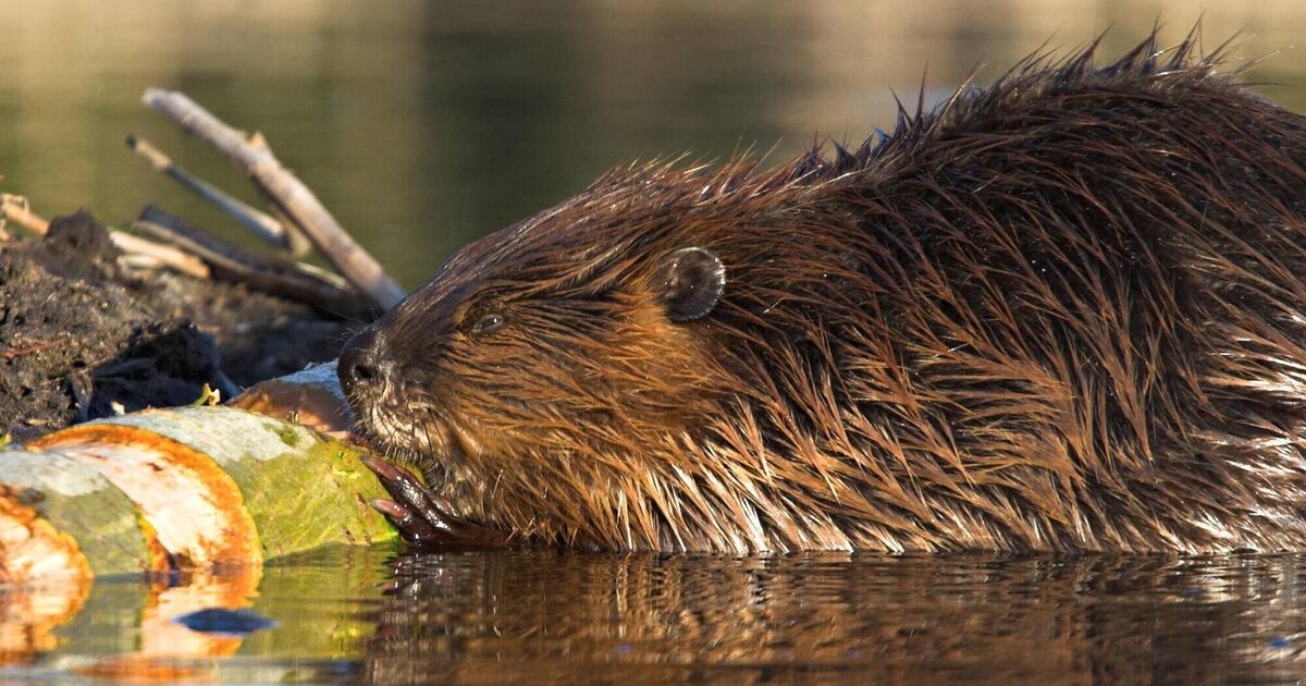 The beaver: An ecological superstar we should bring to this country