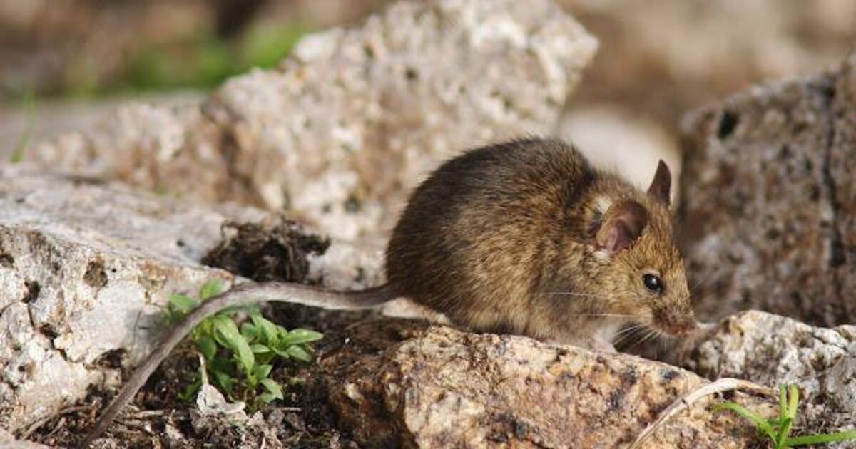 Mice: tiny invaders with a lot of power, and they can cause quite a bit of havoc outdoors too