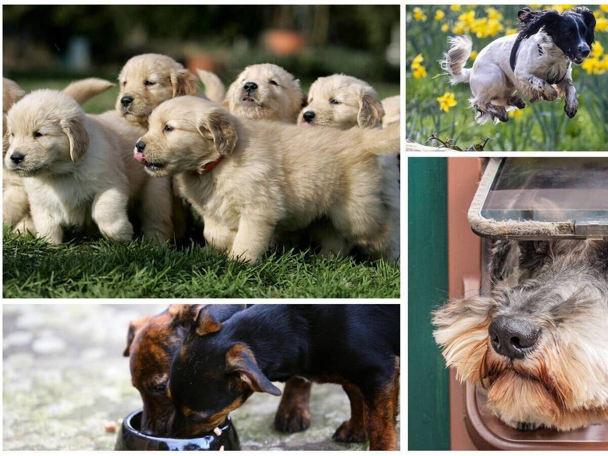 Why Do Dog Breeds Have Different Personalities