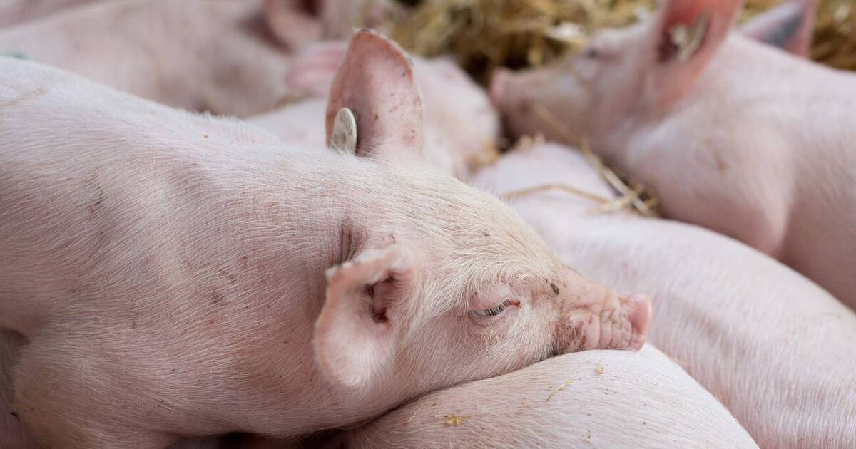 Past 18 months 'the most difficult period the pig sector has ever endured'