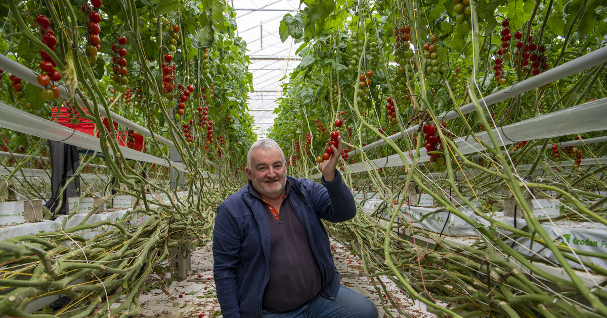 Irish tomato business faces delayed start to 2023 growing season