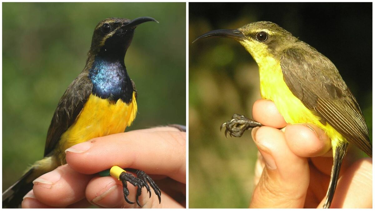 Irish zoologists discover new species of sunbirds