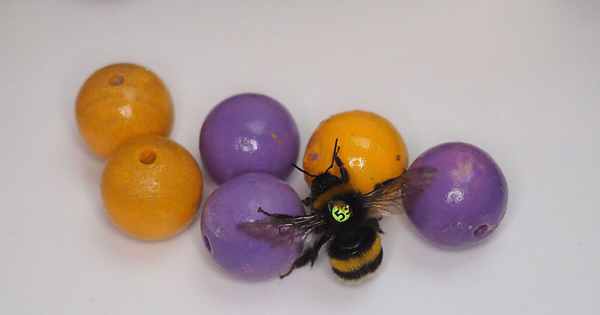 Richards Collins: Busy bees still make time for play