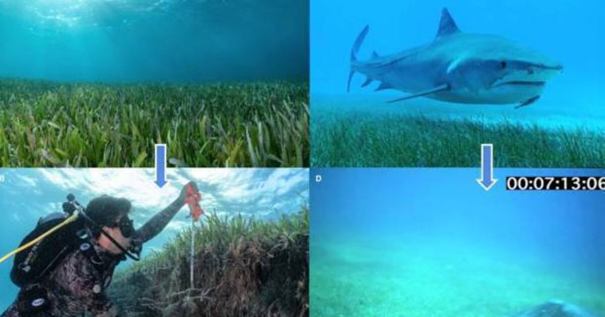 Scientists discover ‘world’s largest’ seagrass forest — by strapping cameras to sharks - TrendRadars