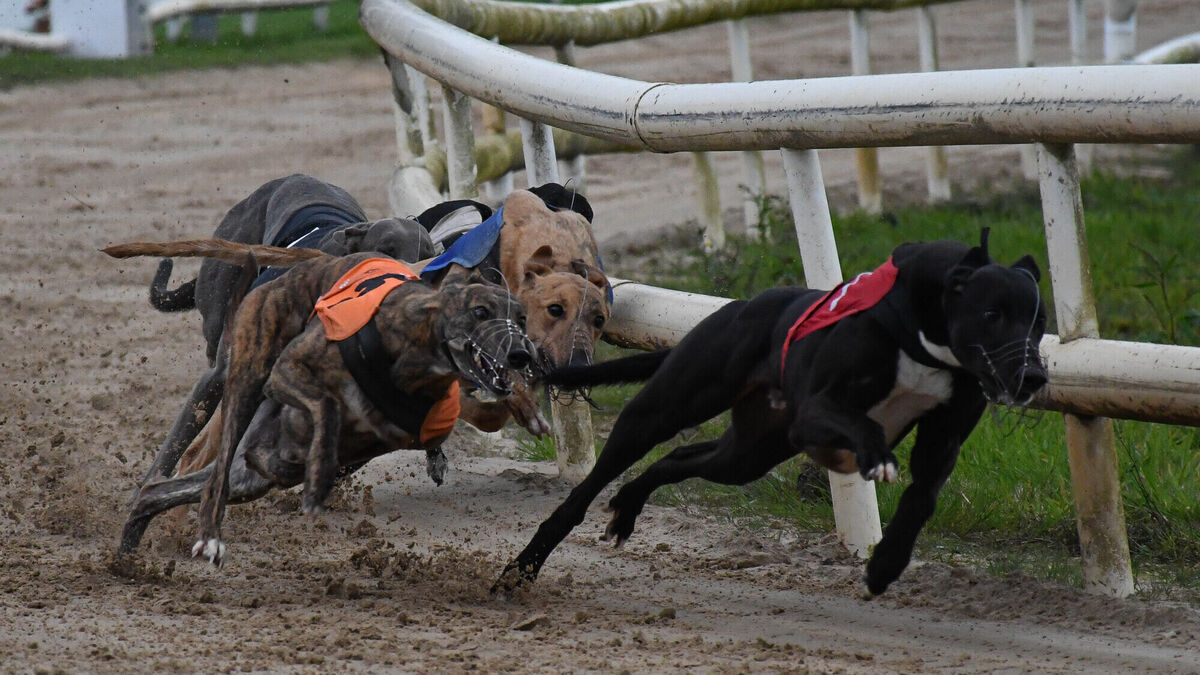 What Does Each Way Mean In Greyhound Racing