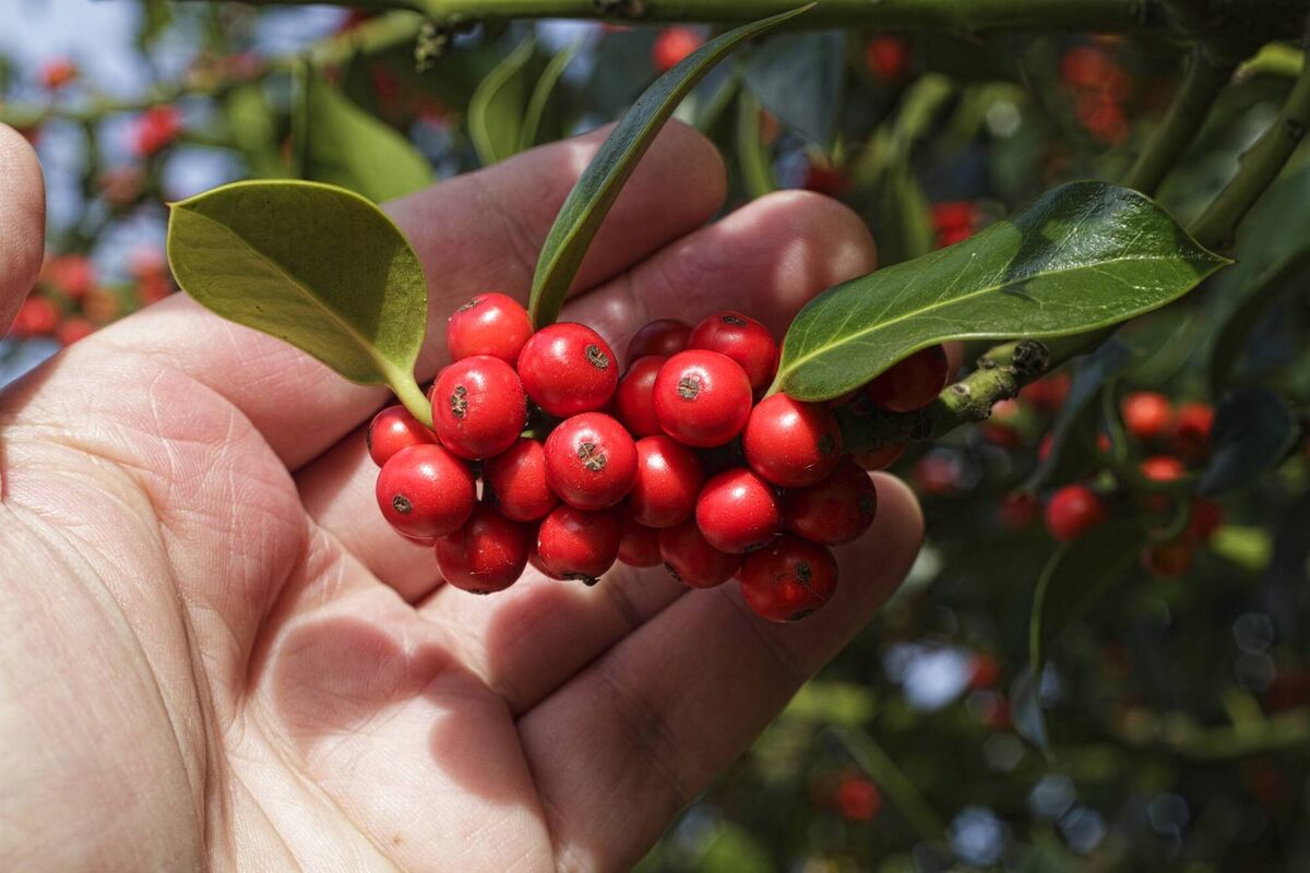 Holly: Christmas decoration, protector, and shapeshifter