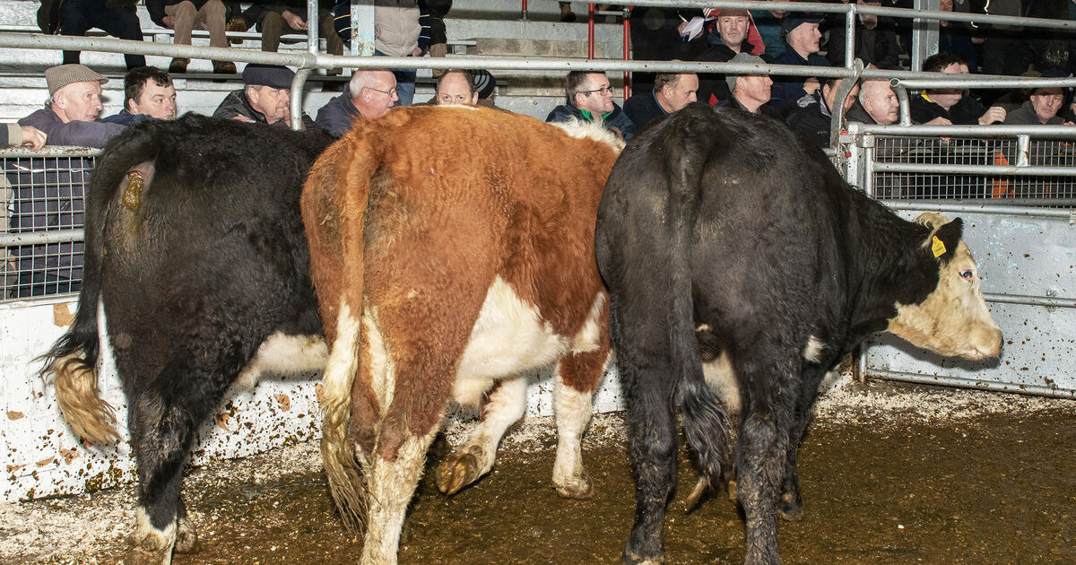 Beef throughout looks set to hit new record in 2022