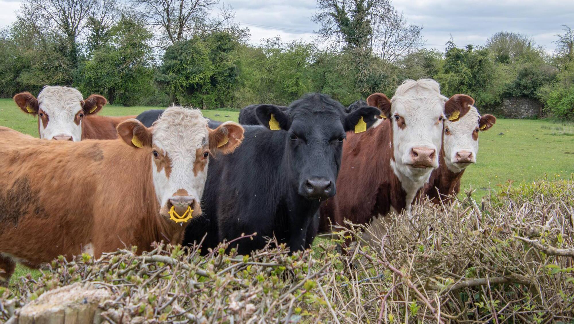 Controlling TB in cattle is about to get a lot more expensive