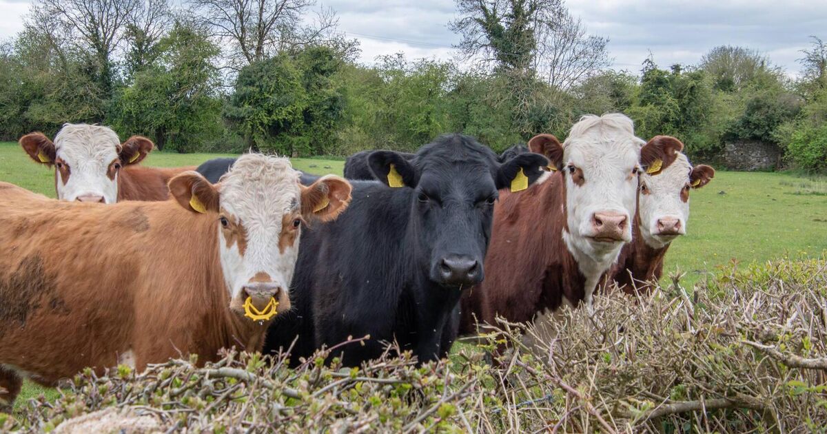 Controlling TB in cattle is about to get a lot more expensive
