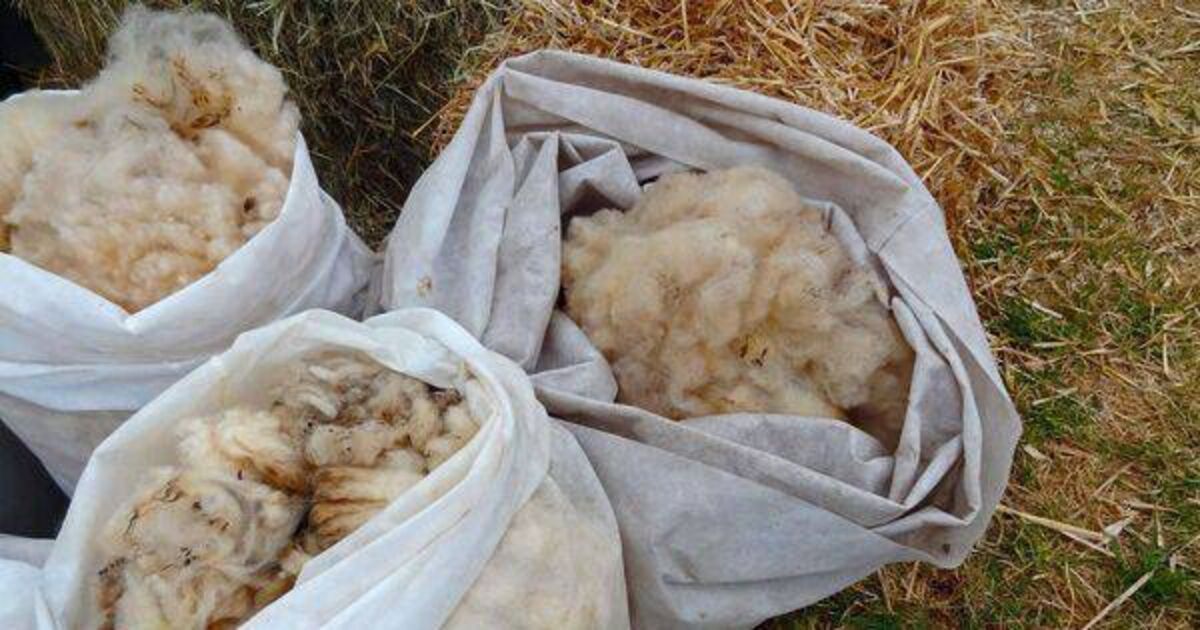 Call for additional payment in Sheep Improvement Scheme to assist with ...