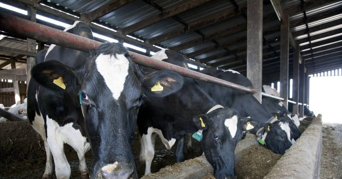 Herd Tasks: Your weekly farming checklist