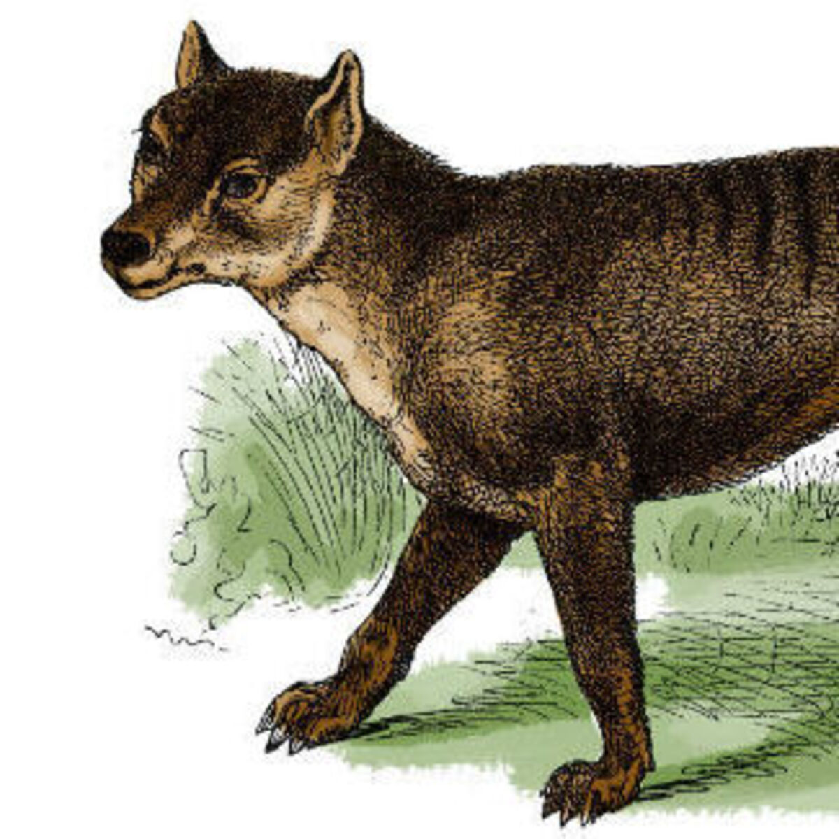 Australian Tasmanian Wolf