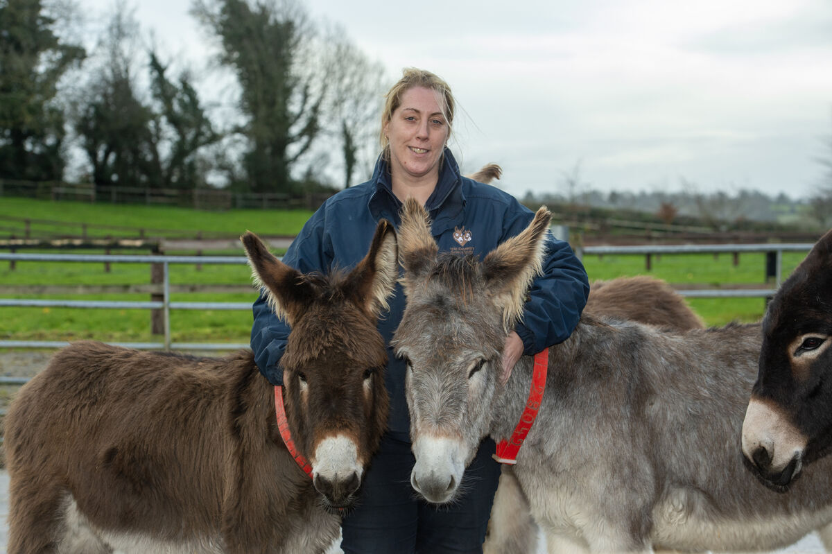 Donkey Sanctuary struggles as animal surrenders surge and re-homer ...
