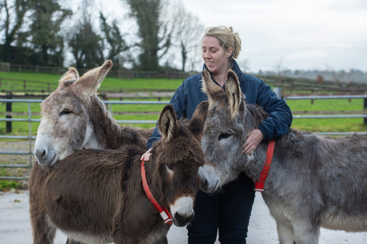 Donkey Sanctuary struggles as animal surrenders surge and re-homer ...